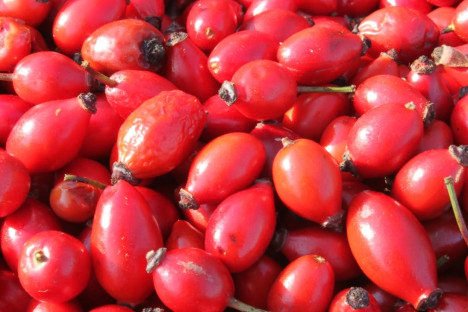 The Incredible Healing Benefits of Dog Rose (Rosa canina) and How to ...