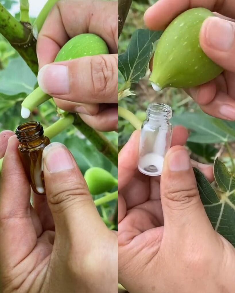 DIY Fig Sap Guide: Discover Its Amazing Uses and Benefits - homemestic.com