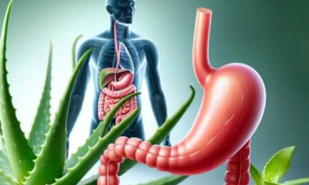 Why You Should Drink Aloe Vera Water Daily: 11 Amazing Benefits ...