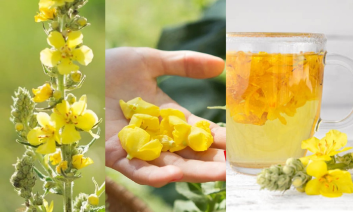 The Power of Mullein: Health Benefits and How to Use It - homemestic.com