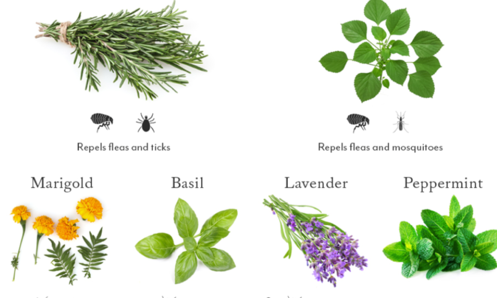 Say Goodbye to Pesky Insects! 15 Powerful Plants That Naturally Repel ...