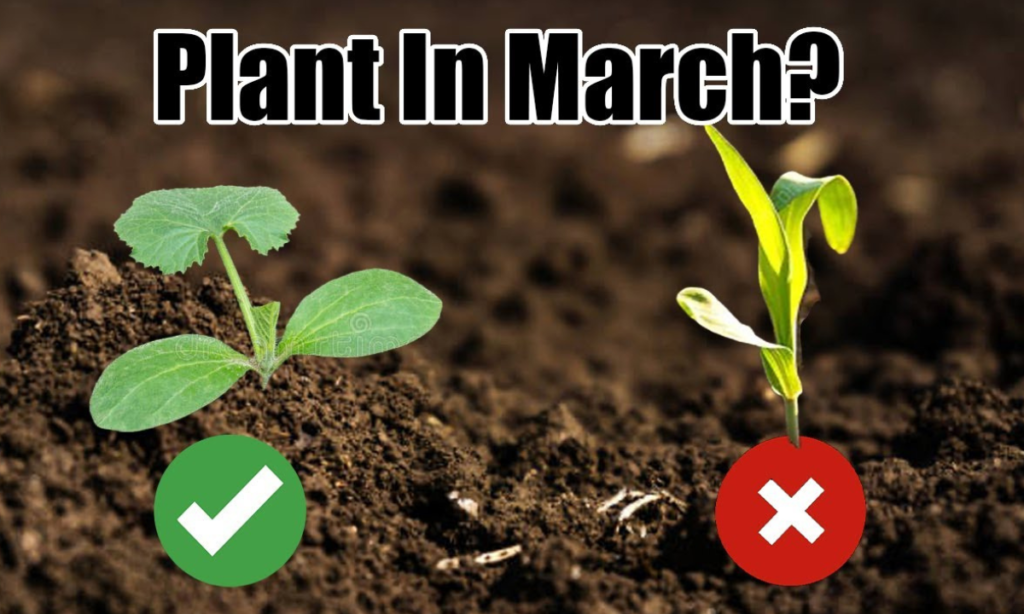 Top 10 Vegetables to Plant in March - homemestic.com