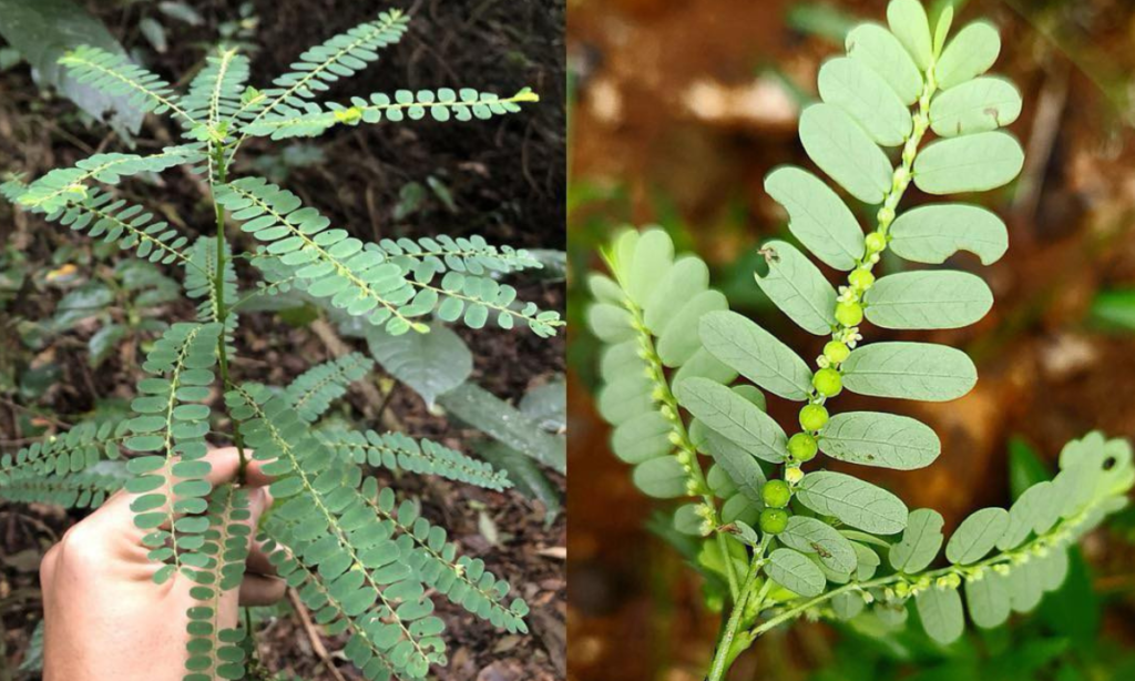 Stone Breaker (Phyllanthus niruri): The Ultimate Healing Herb – 25 ...