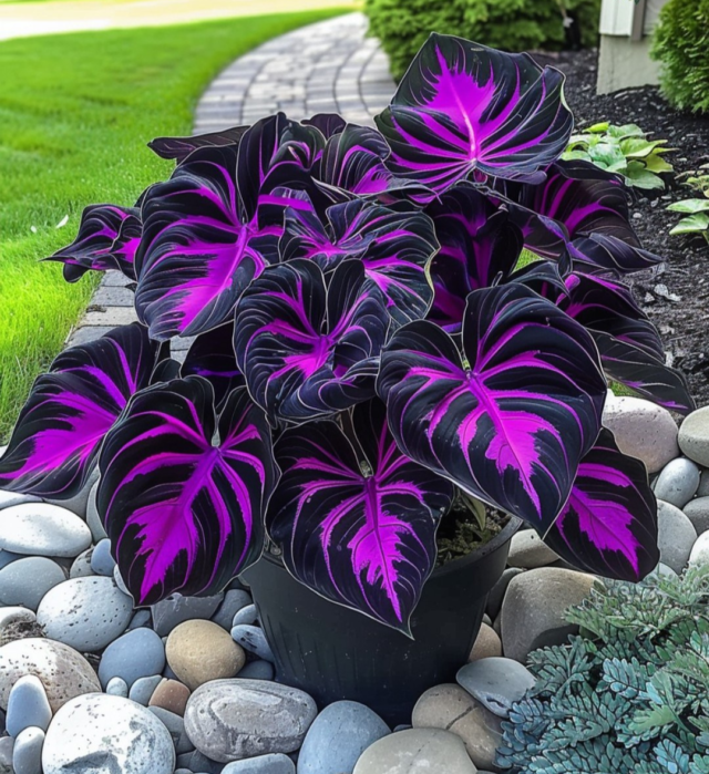 How to Plant and Care for Calathea ‘Couture Purple’ – A Step-by-Step ...
