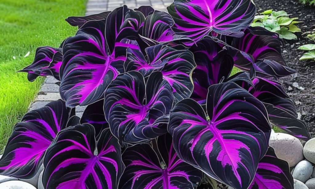 How to Plant and Care for Calathea ‘Couture Purple’ – A Step-by-Step ...