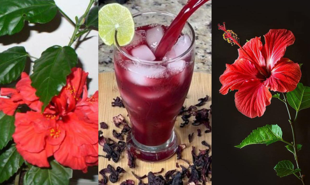 Unlock the Power of Hibiscus: Benefits and How to Use It at Home ...