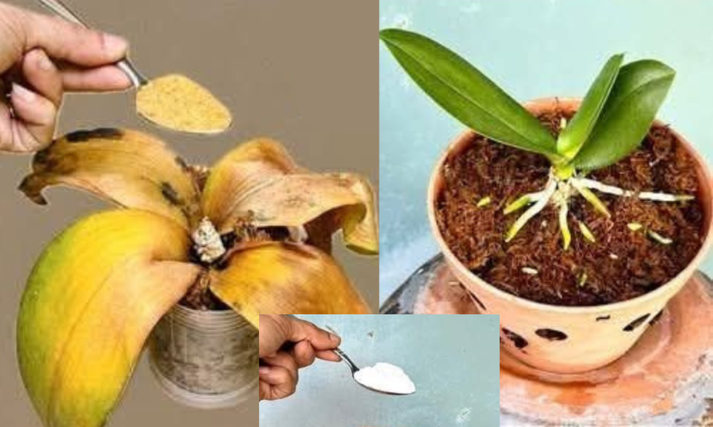 The Secret to Reviving Old Orchids—You’ll Never Throw Them Again ...